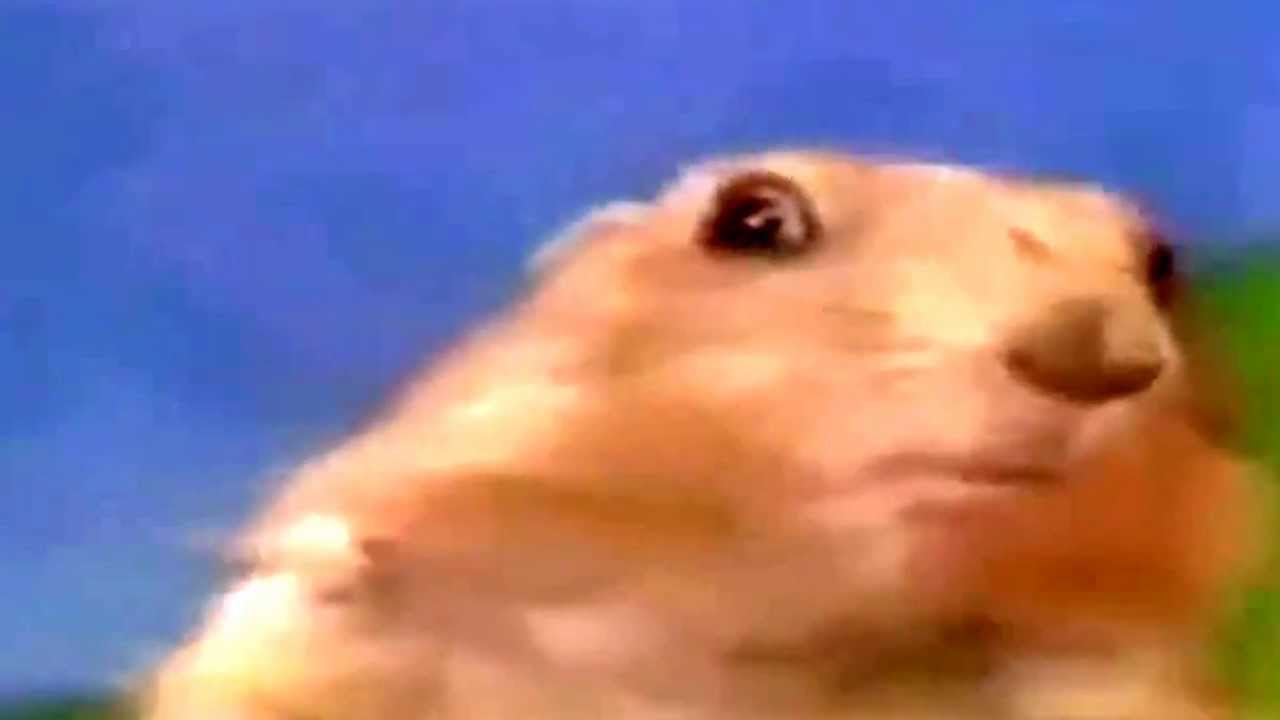 Is it Time to Start Replacing the GIF? | TechGraphs